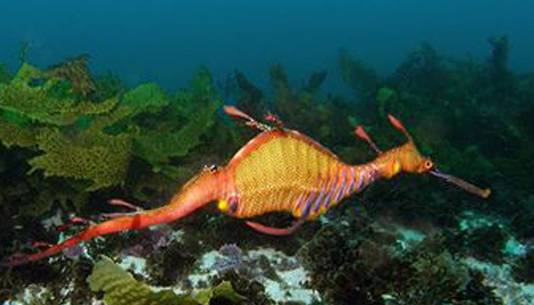 Zeedraakjes verhuisd van Australië naar Scheveningen | Nieuws | AD.nl