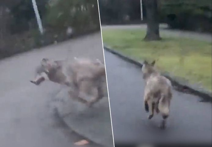 Rennende wolf gespot in woonwijk Weert | Weert | AD.nl