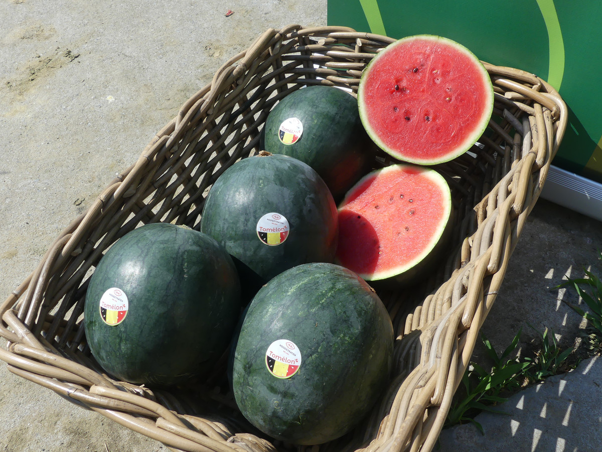 De enige Belgische watermeloenen groeien in Nevele: “Pak kleiner dan in ...