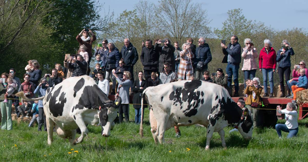 Eerste weidegang voor de eerste keer mét publiek | West Betuwe ...