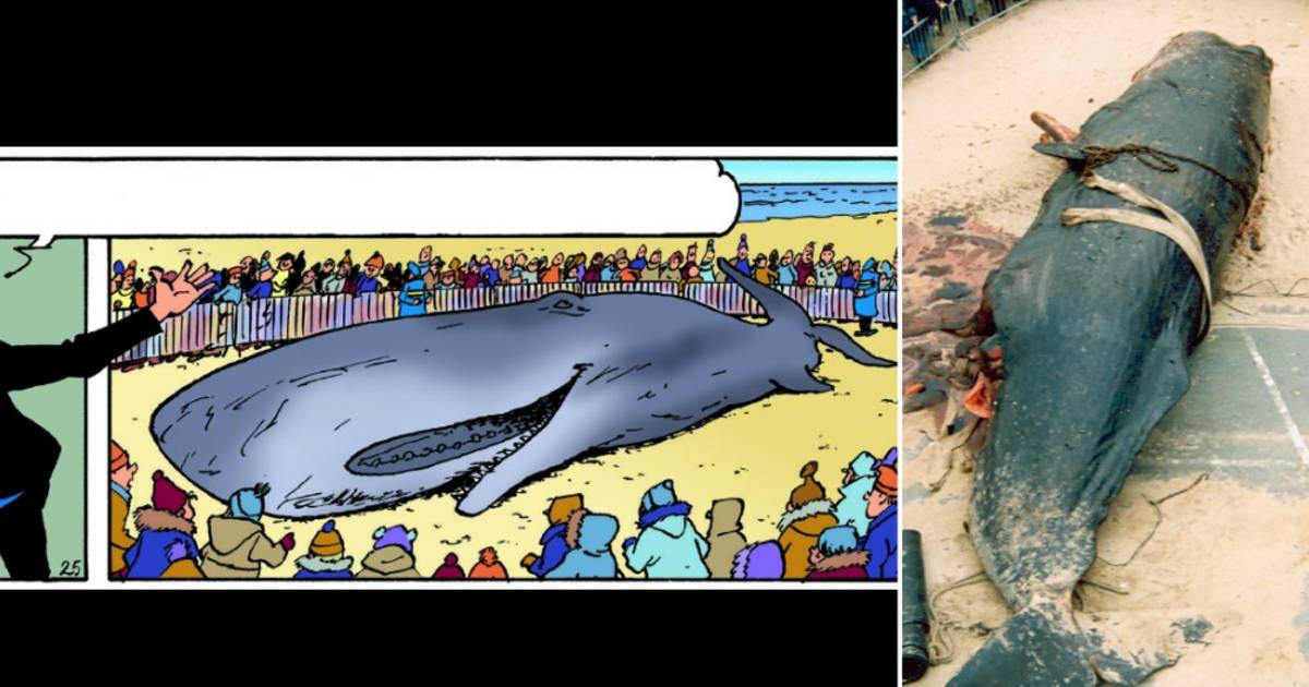 Potvis Valentijn krijgt hoofdrol in nieuw album Jommeke: “Op avontuur ...