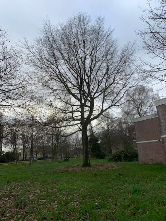 Mag deze fraaie moeraseik in Soest worden gekapt? Geef uw mening ...