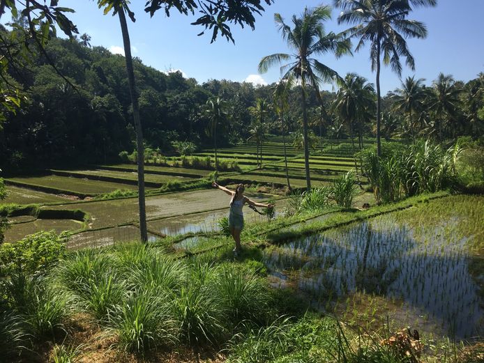 'Dankzij veredeling hebben de suikerriet- en rijstteelt overleefd ...