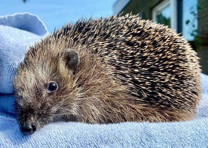 Egelopvang Papendrecht vangt duizendste egeltje van het jaar op ...