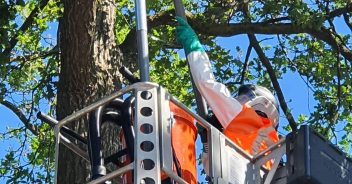 Weer overlast-explosie eikenprocessierups door droogte en corona | Oosterhout | bndestem.nl