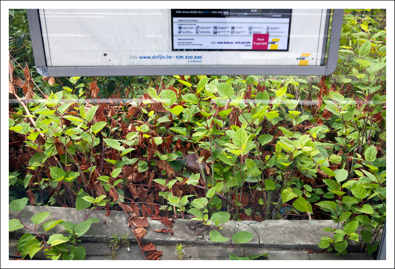 Gemeente geeft tips om invasieve Japanse duizendknoop te bestrijden ...