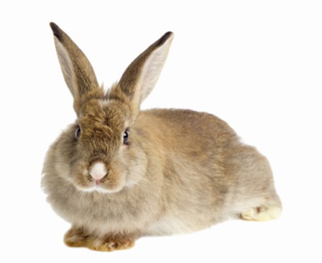 Flappie van Youp van 't Hek vandaag 50 jaar dood | Show | AD.nl