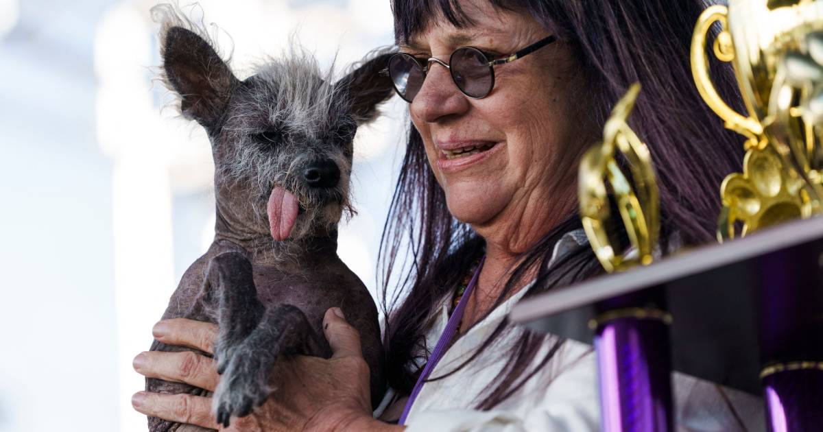Naakthond Scooter verkozen tot lelijkste hond ter wereld | Bizar | ed.nl