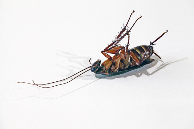 Un cafard extrait de l'oreille d'un Australien | Foto | 7sur7.be