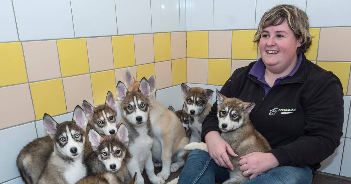 ‘Broodfokkers’ dumpen negen zwaar verwaarloosde pups in velden bij Sint ...