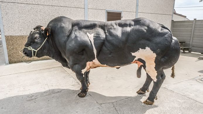De zwaarste stier van het land? Dat is Ronaldo uit Avelgem, 1633 kg, en ...