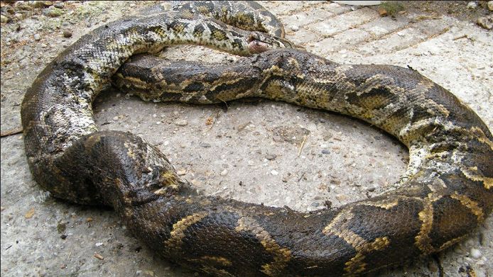 Weer rustig slapen: vier meter lange tijgerpython gevonden | Bergen op ...