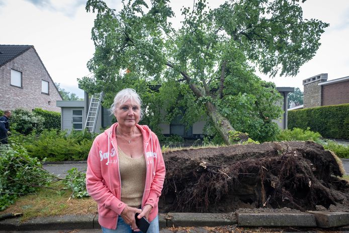 Boom valt op woning na hevige rukwind: “Ze staan gewoonweg te dicht ...
