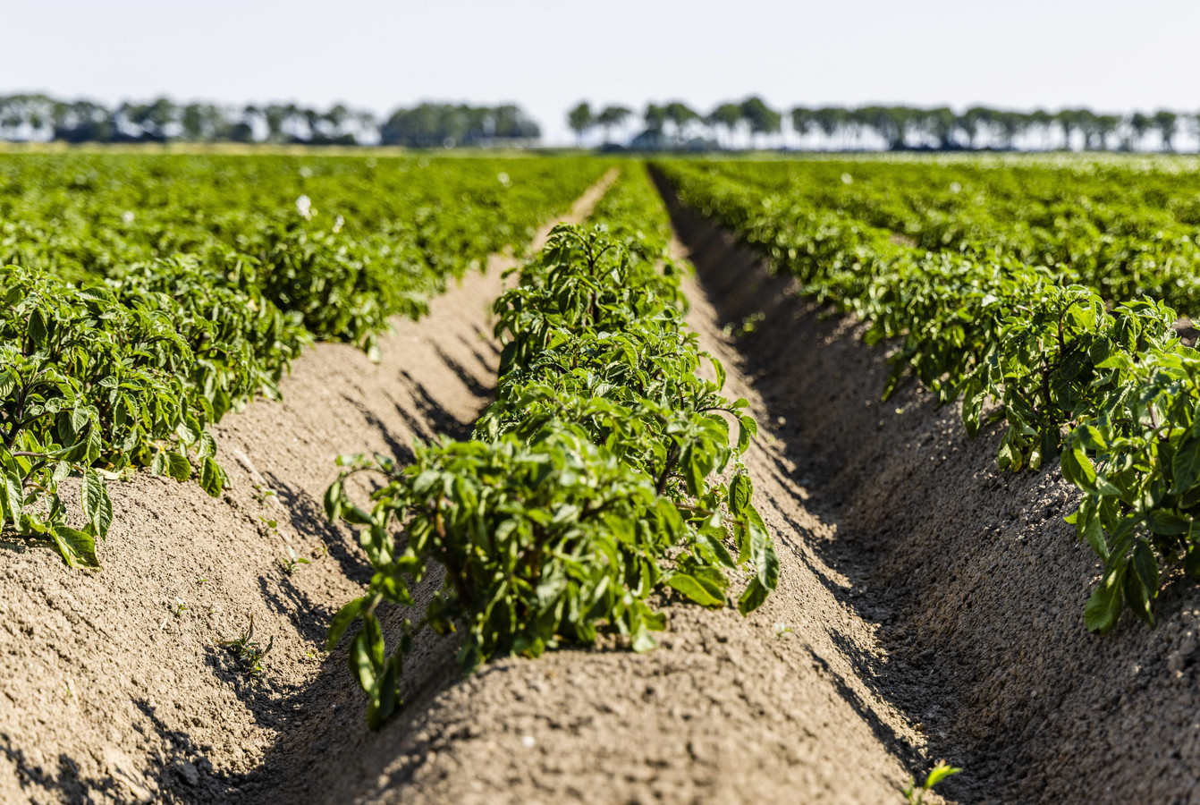 Aardappelsector voelt zich in de kou gezet: ‘Friet kleiner, duurder en ...