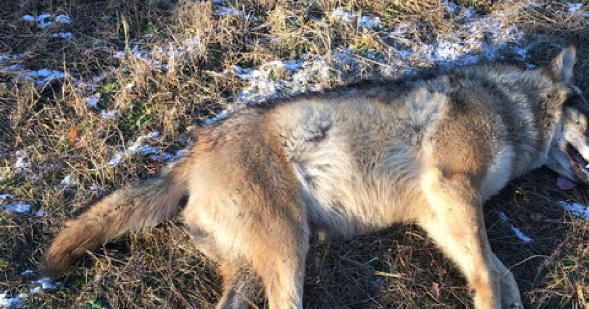Jager schiet wolf dood: ‘Kon niet toezien hoe honden verscheurd werden ...