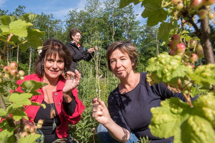 Voedselbos Zeewolde open voor publiek, de komende vijf jaar 150 hectare ...