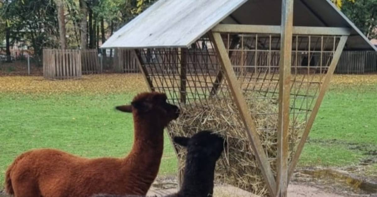 Alweer dier dood omdat bezoekers beesten zelf voeren, nu een alpaca ...