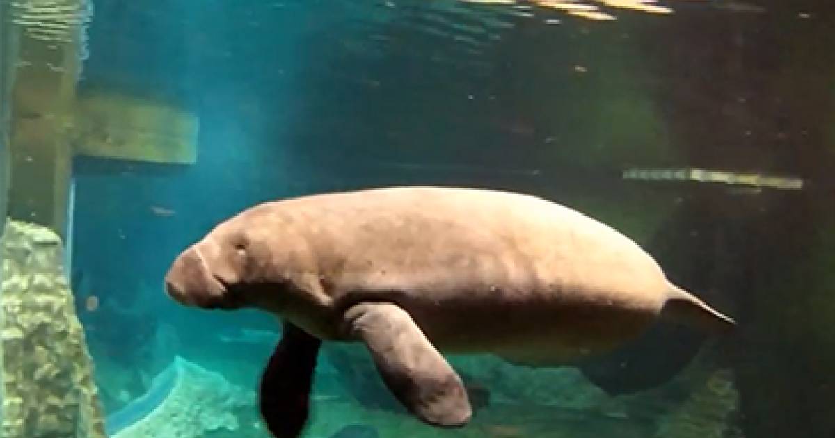 Zeekoe of 150.000 kuikens vervoeren? Even Heering bellen! | Epe ...