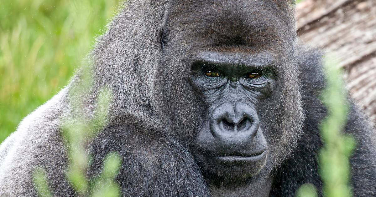 Dit is de nieuwe gorilla-leider van de Apenheul: ‘Heeft bij zijn vader ...