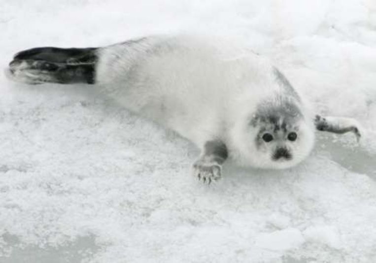 Hoe ziet de Noordpool er over tien jaar uit? | De Morgen