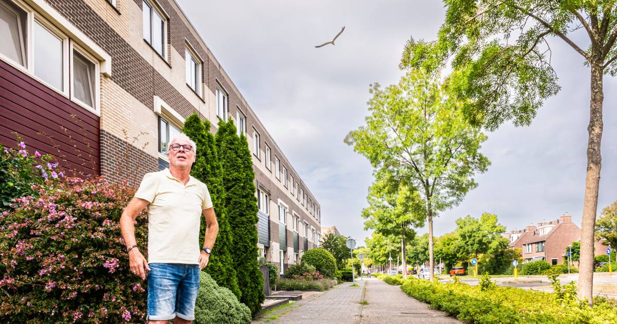 Meeuwen die op ‘alles’ schijten en aanvallen, Herman is er klaar mee ...