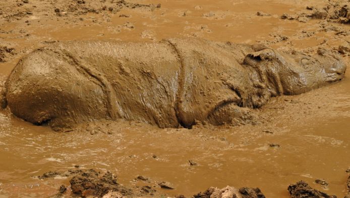 Voetsporen zeldzame neushoorn in Indonesië | Buitenland | gelderlander.nl