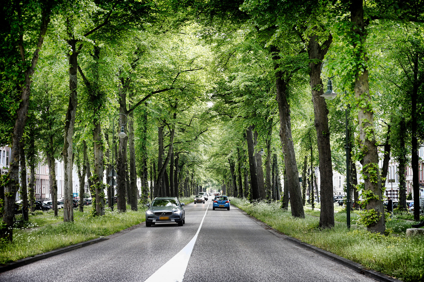 Dit is waarom de Maliebaan in 1637 werd aangelegd in Utrecht (het heeft ...