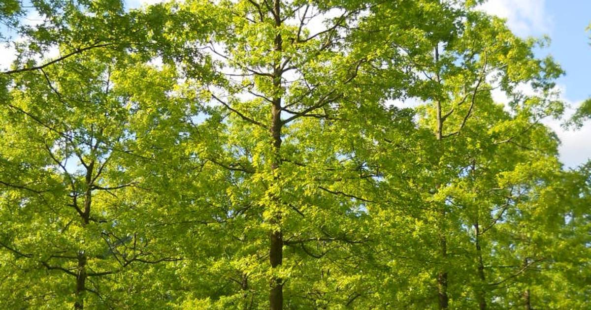 Woonwijze plant nieuwe moeraseik op Versterplein in Vught | 's ...