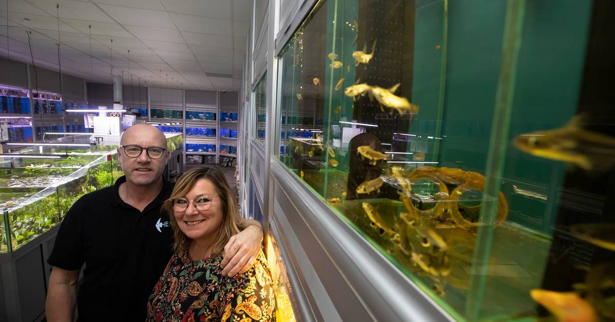 Vijftig jaar Heevis: ‘Een aquarium is een wonderlijke onderwaterwereld waarin van alles gebeurt ...