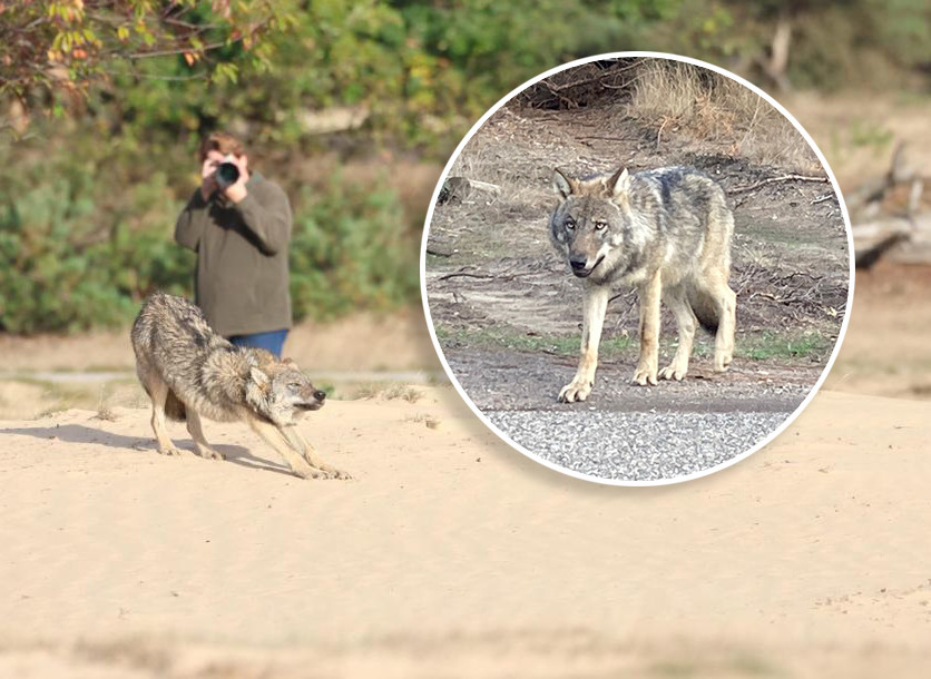 Te tamme wolf op Veluwe mag vanaf vandaag worden beschoten met ... Te tamme wolf op Veluwe mag vanaf vandaag worden beschoten met ...