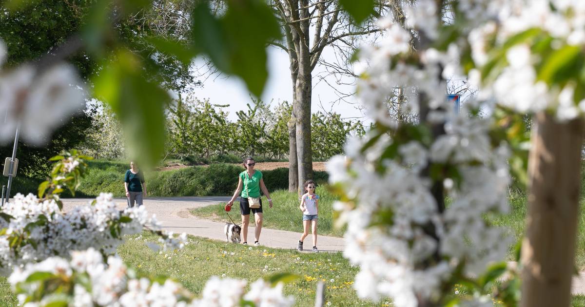 Inwoners Borgloon Verknocht Aan Groen In De Stad Maar Vertrouwen In