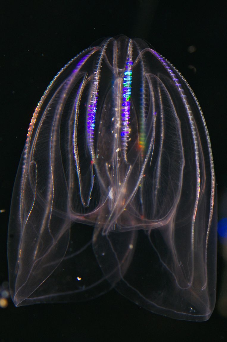 De kwal gaat het hier langer volhouden dan wij | De Volkskrant