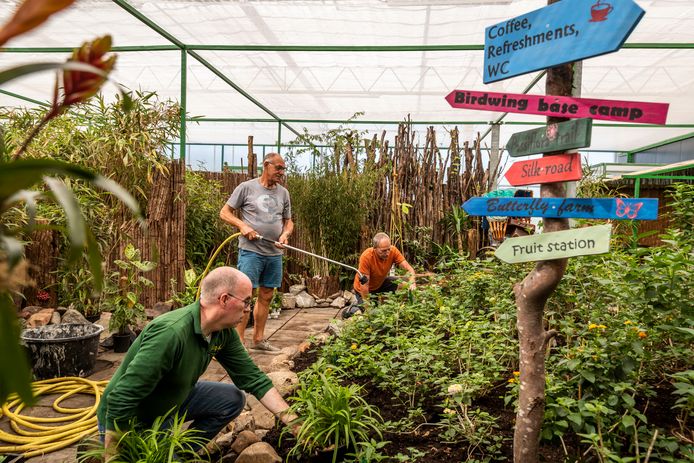 Vlinders en kruiden mixen prima in Gemert | De Peel | ed.nl