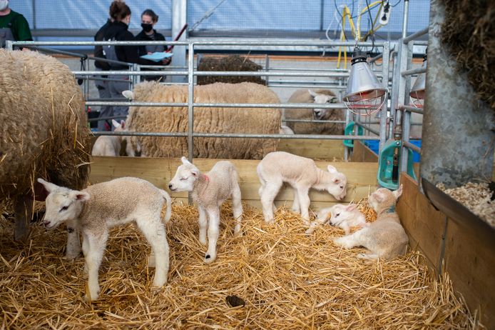 Vijfling schapen geboren in stal PITO: “Uniek dat leerlingen hebben ...