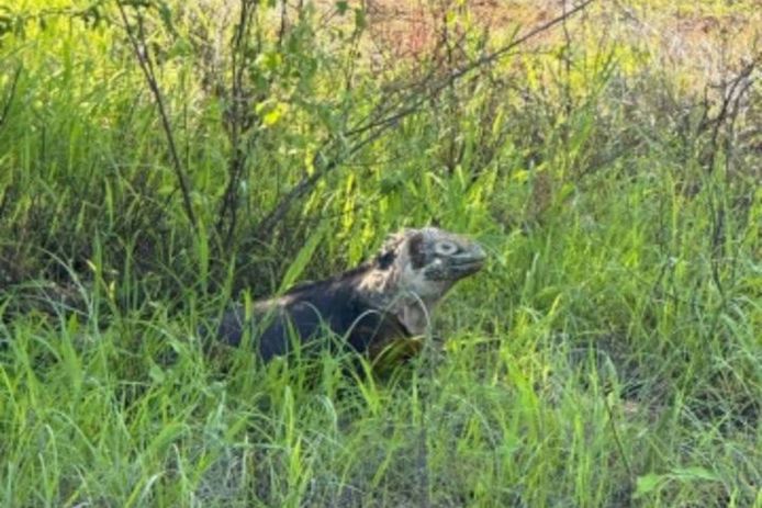 Grote leguaan gespot in Lommelse Sahara: “Brandweer wil hem zo snel ...