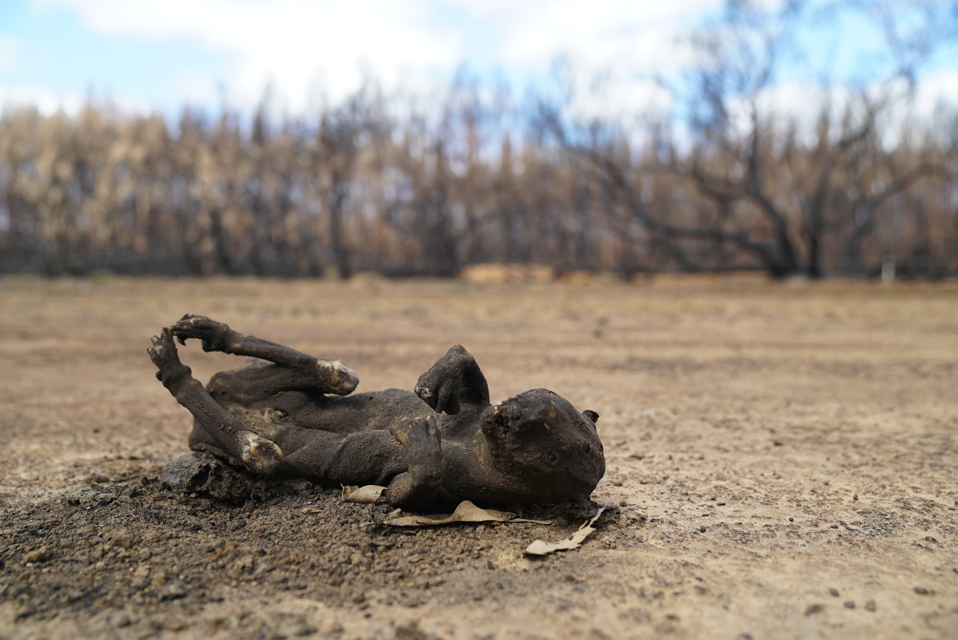 Drie miljard dieren dood of ontheemd door bosbranden Australië | Foto ...