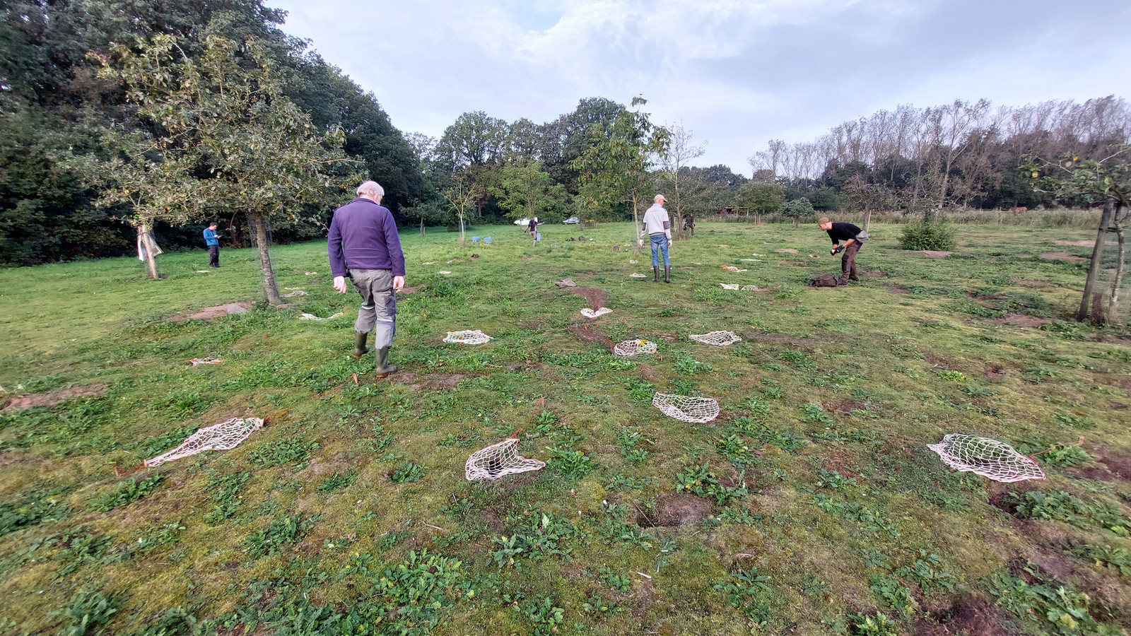 Konijnen gevangen en weer uitgezet in de duinen van Oranjezon: ‘Anders ...