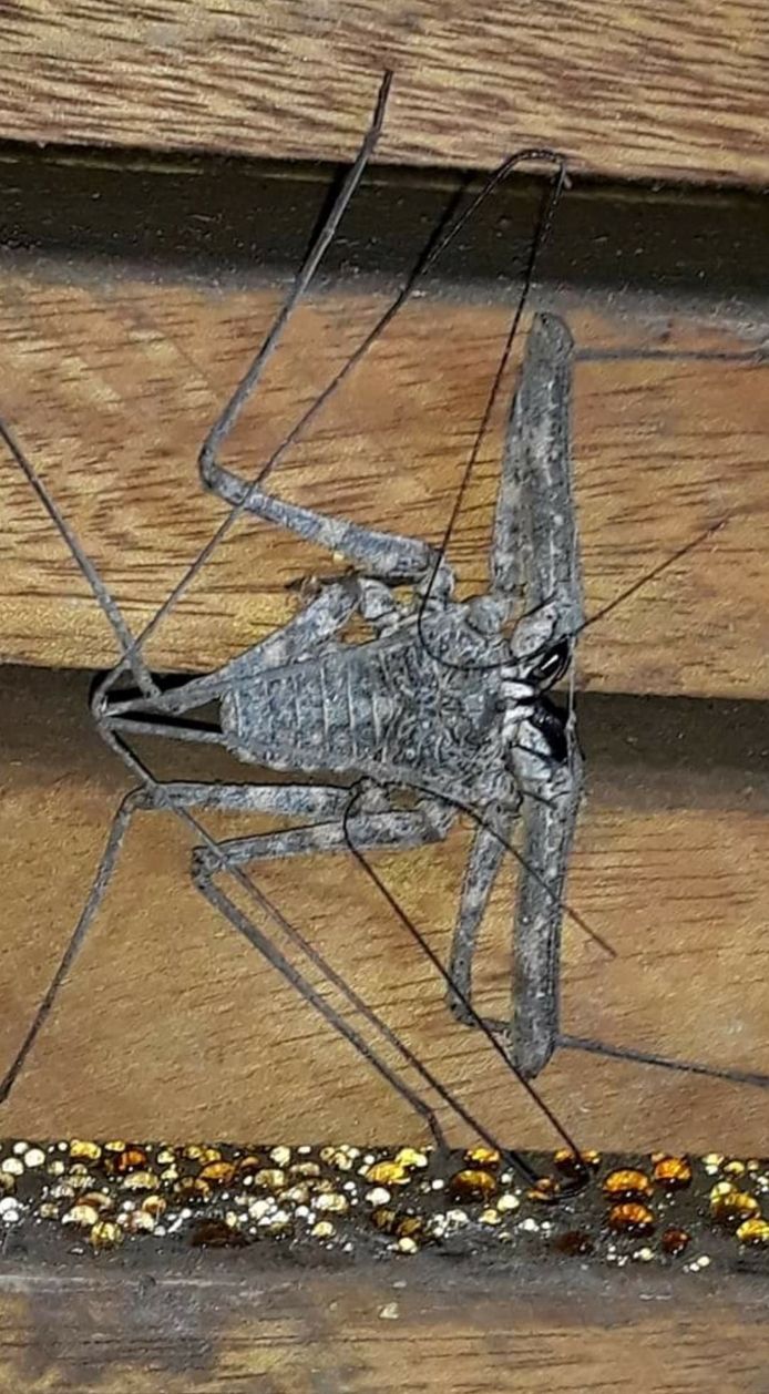 Baby van gevaarlijke Afrikaanse boscobra gevangen in houtbedrijf haven ...