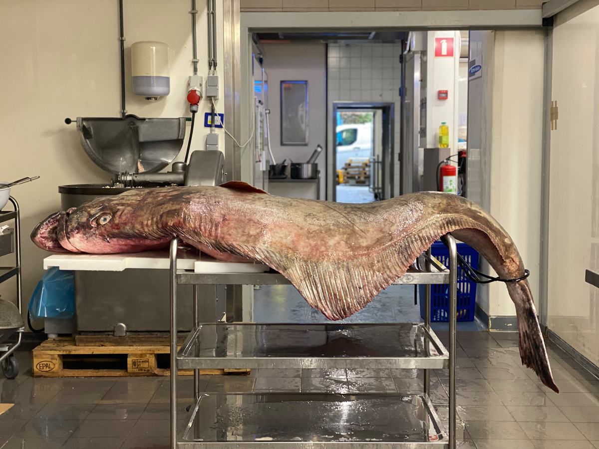 Un elbot de 150 kg dans une poissonnerie flamande | Foto | 7sur7.be