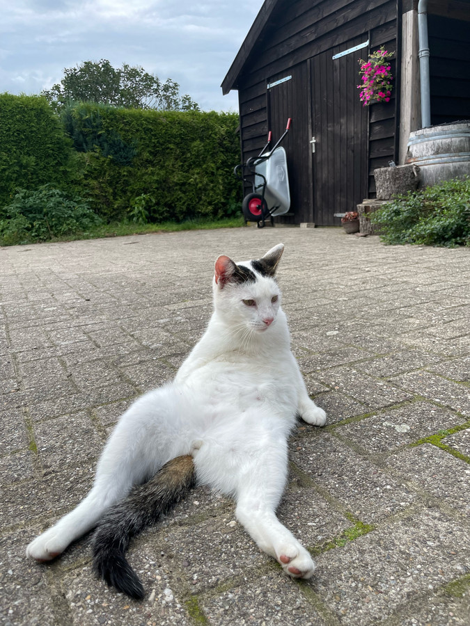 Dit zijn jullie inzendingen van de leukste katten op Wereldkattendag 2023 | Foto | AD.nl