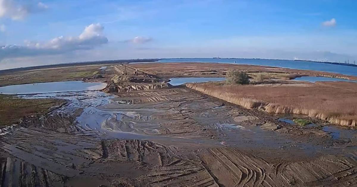Eerste Scheldewater stroomt al zachtjes de polder in | Zeeuws nieuws ...