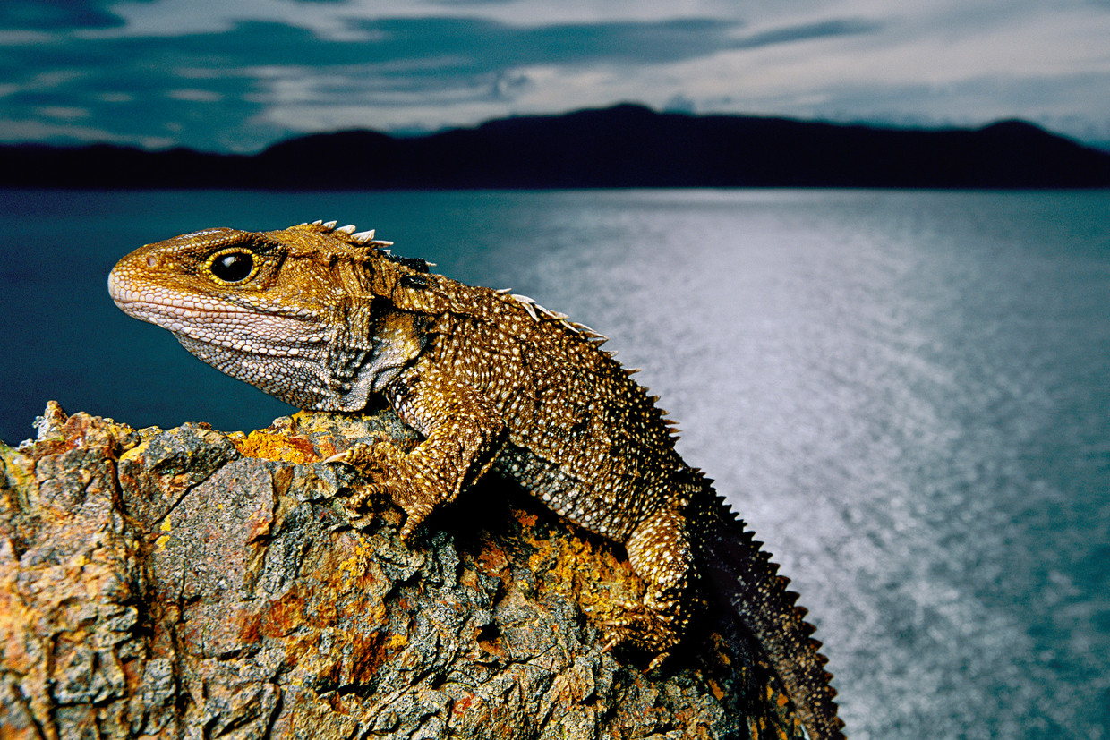 De brughagedis: sloom ‘levend fossiel’ met verbazend snel zaad