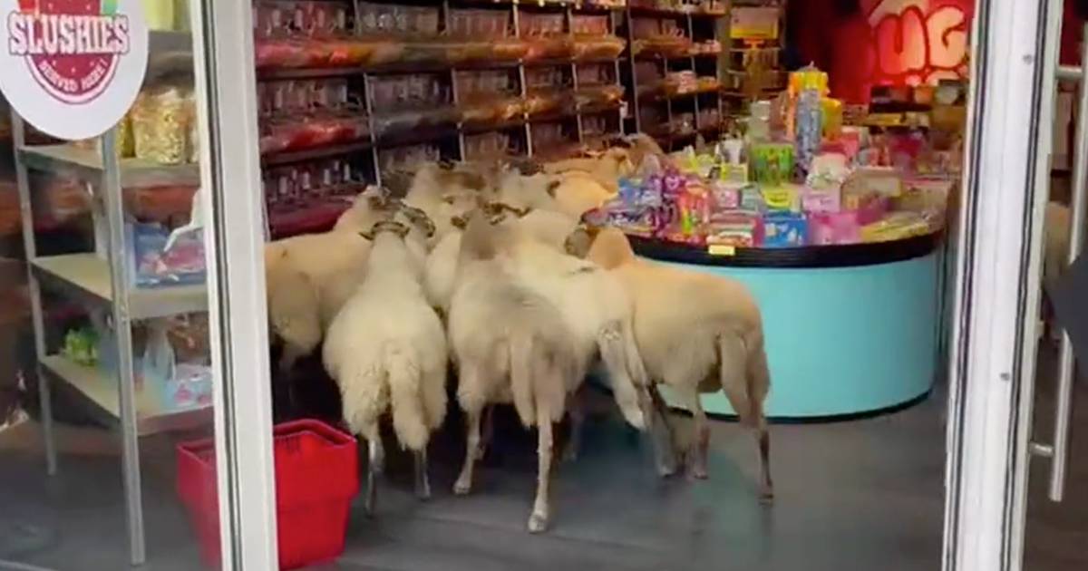 Schapen rennen plots snoepwinkel binnen: “Ze zullen op dieet hebben ...