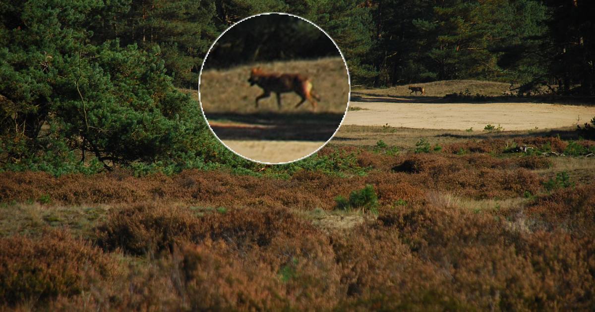 Waar precies leeft de wolf op de Veluwe? Dat wil Gelderland snel weten ...