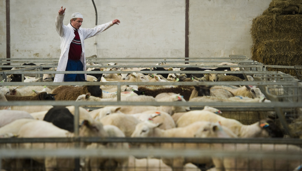 Ministerie bereikt akkoord over rituele slacht | Trouw