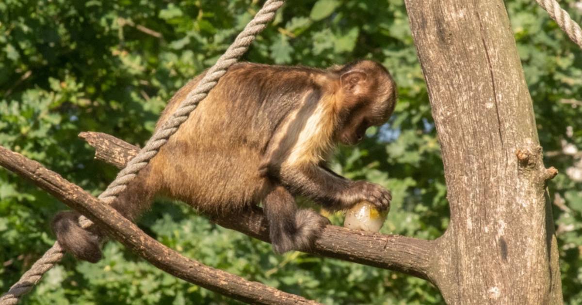 Dieren in DierenPark Amersfoort krijgen ijskoude traktatie: voor ieder dier een speciaal ijsje ...
