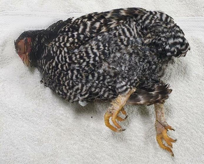 Politie deelt heftige foto van gedumpt dood lammetje: ‘Dit is ...