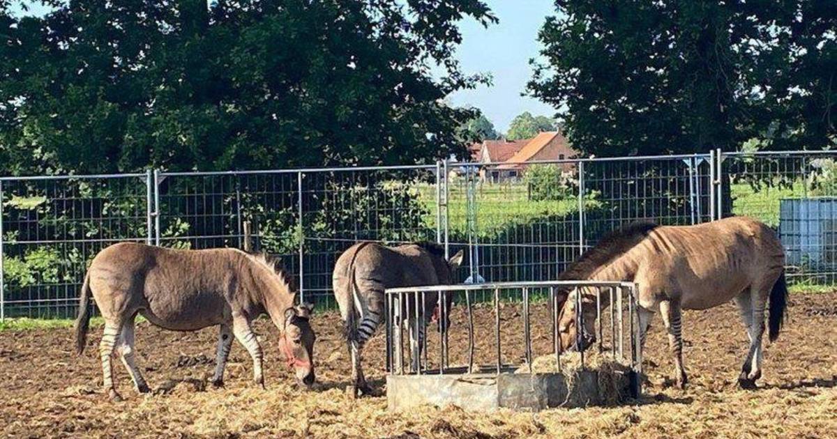 Lijger, scheit of walfijn: naast de zezels in Arendonk bestaan nog ...