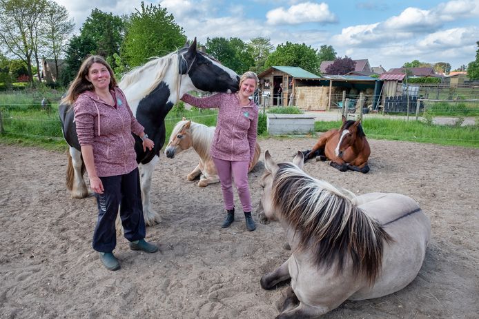 Moet de manege écht weg? Dan met paarden naar het gemeentehuis in ...