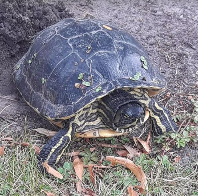 Schildpad legt eieren op straat in Dordrecht, dier vermoedelijk gedumpt ...